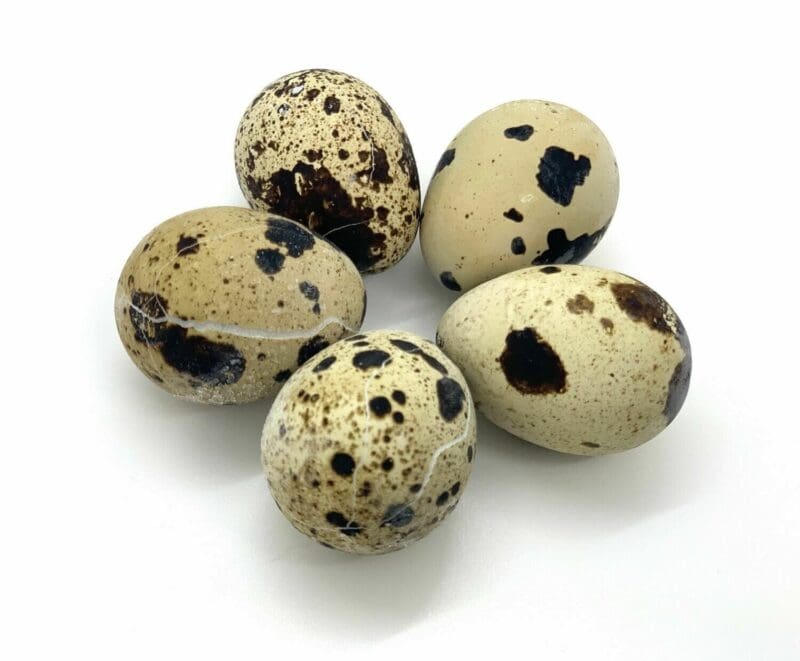 Quail Eggs - 24 Pack - The Complete K9